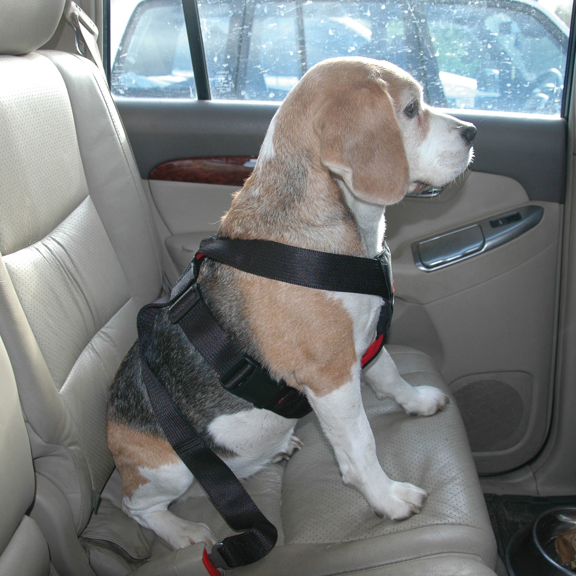 PAWSITIVELY Pet and Training – PAWSITIVELY Pet and Training